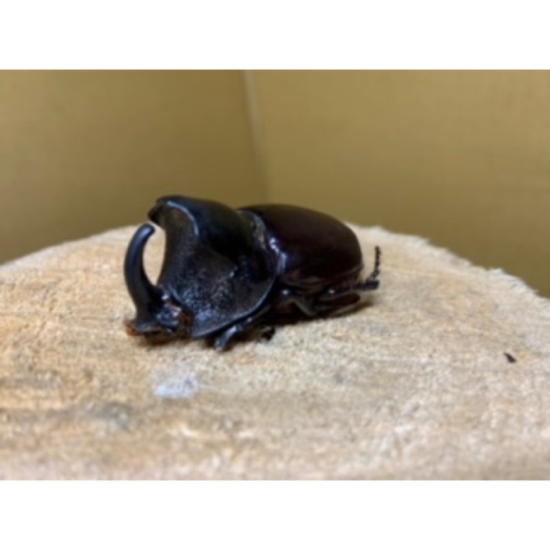 密拉比里斯板角兜 Heterogomphus mirabilis | 蝦皮購物