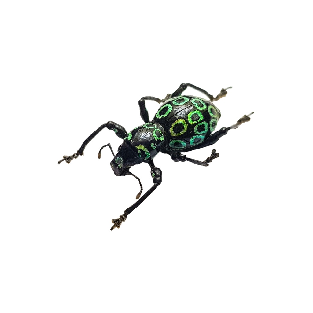 【黃金蟲蘭 網路商店】碧環球象鼻蟲 (Pachyrrhynchus congestus ocellatus) 標本 | 蝦皮購物