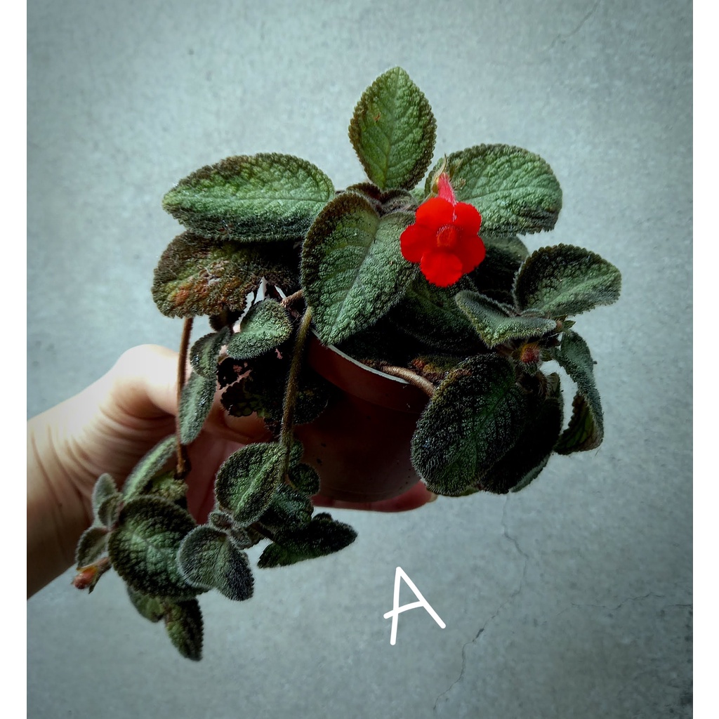 喜蔭花 Episcia 'Gray Lady' | 蝦皮購物