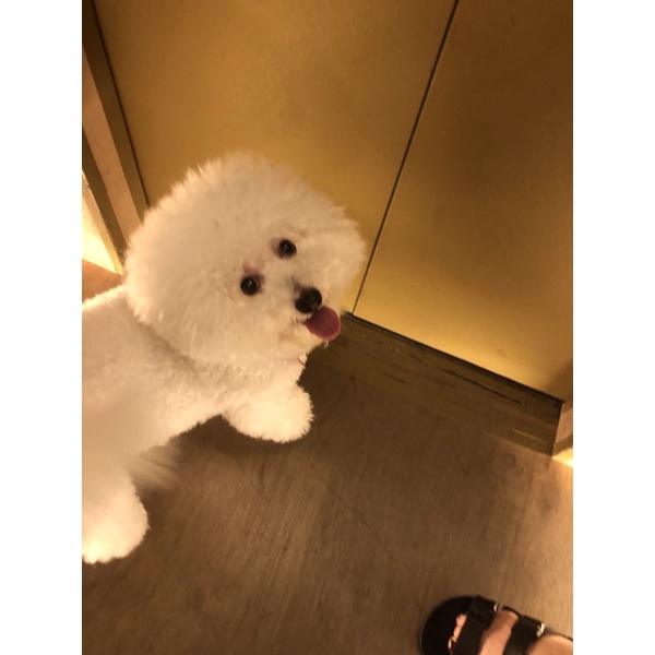 oiiv同款珍珠項鍊 | 蝦皮購物