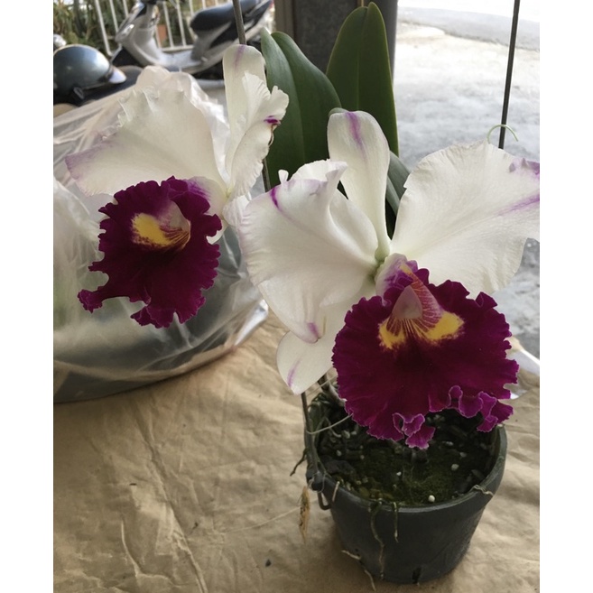 嘉德利亞蘭實生苗：Rlc.Kuwale Gem 白劍英 x Rlc.Yuan Dung Python 大蟒蛇 | 蝦皮購物