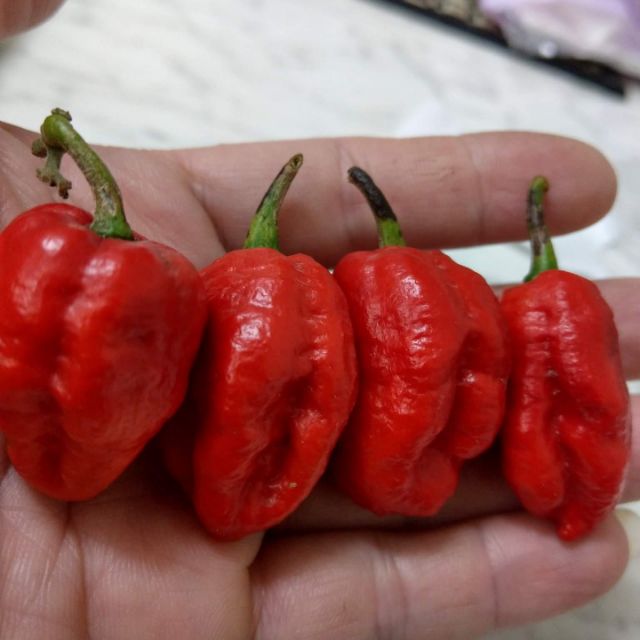 #08 Red 7 Pod Lava (紅色7鍋熔岩)（長型）(A)-ISO-6籽/120元 | 蝦皮購物