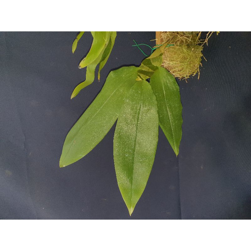 Den. ypsilon 扁石斛 蘭花 原生蘭 （鹿角蕨 多肉植物 仙人掌 雨林 觀葉植物 龜背芋） | 蝦皮購物