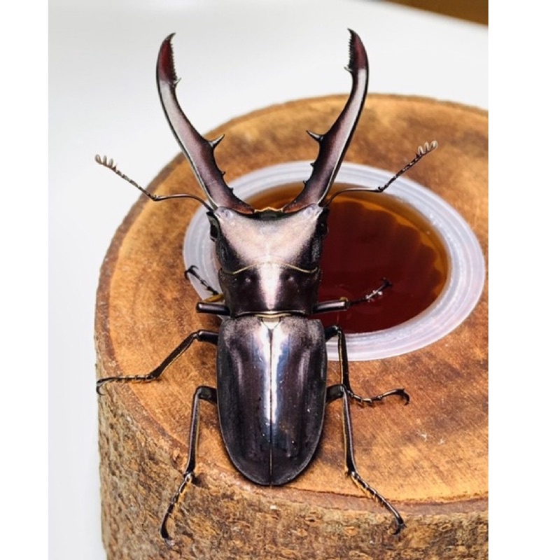 [現貨]美他力佛細身赤鍬形蟲可動模型（成對）CMF | 蝦皮購物