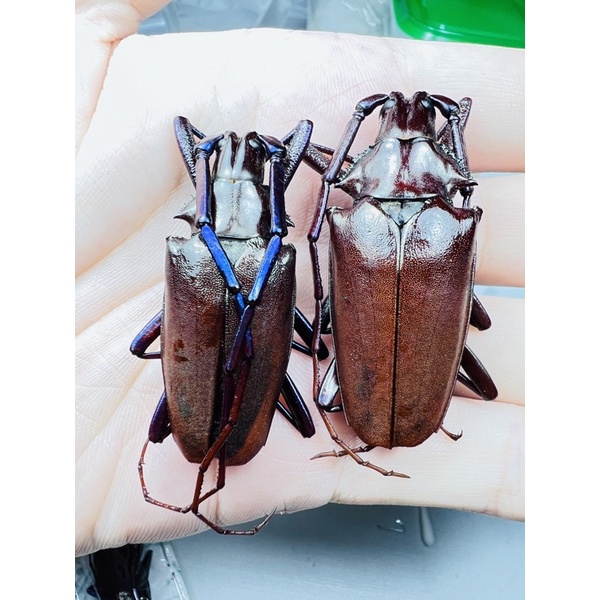 昆蟲標本 Pyrodes longiceps 一隻一組 不常見的天牛 | 蝦皮購物