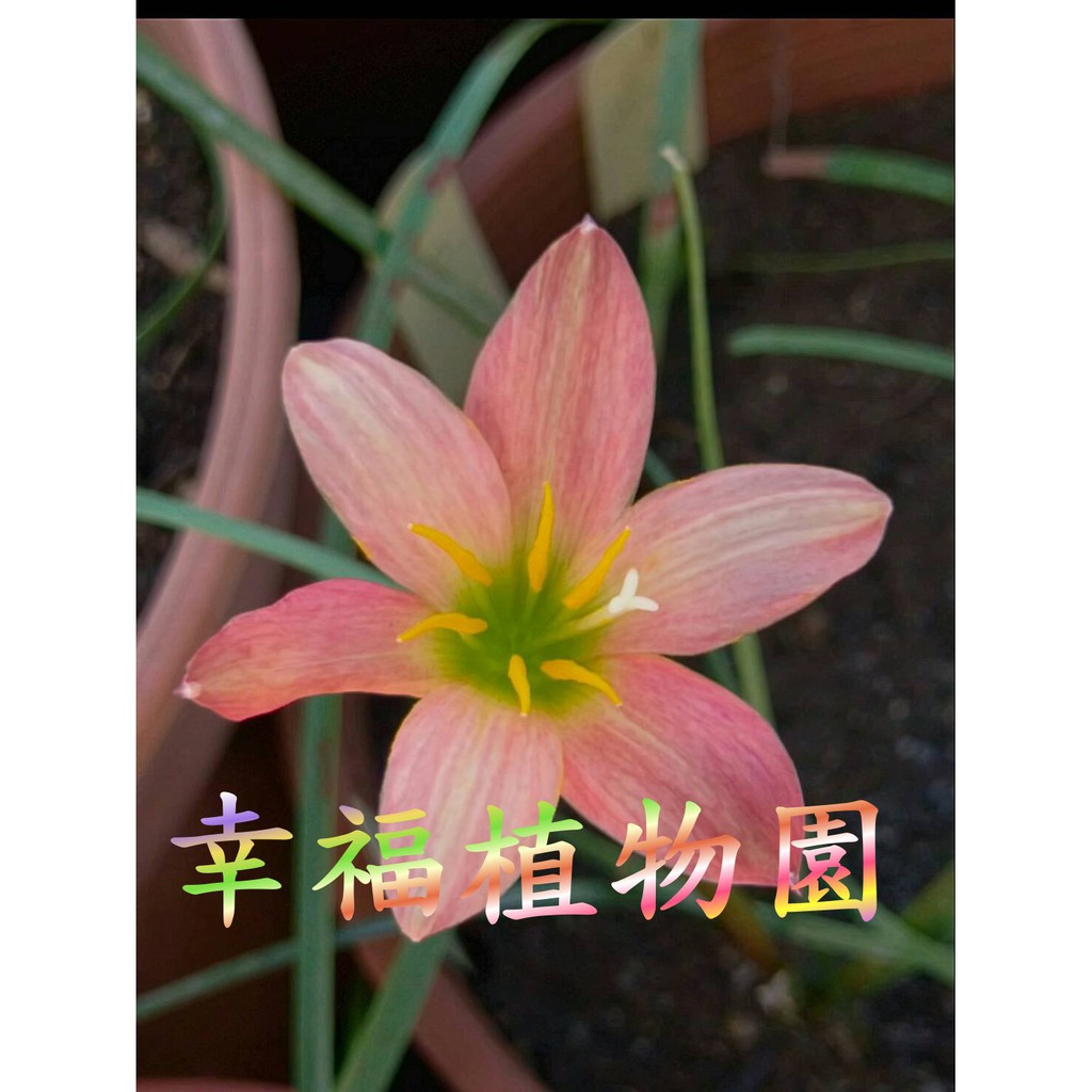 [幸福植物園]風雨蘭 Zephyranthes Chai Narong dusk | 蝦皮購物