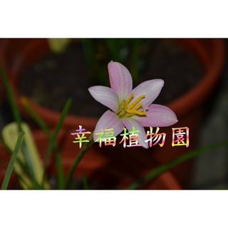 [幸福植物園]風雨蘭 Zephyranthes Chai Narong dusk | 蝦皮購物