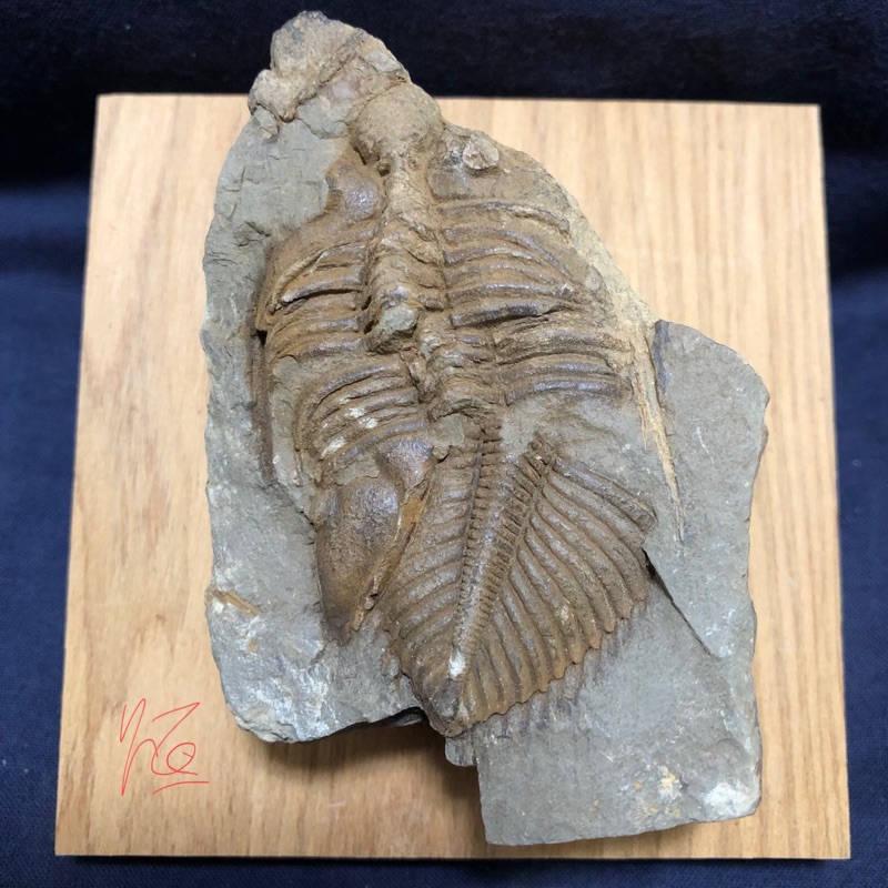 [恆]三葉蟲化石-王冠三葉蟲Coronocephalus 地層擠壓 | 蝦皮購物