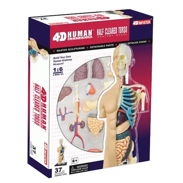 4D MASTER Human模型/ 8"半透視軀幹/ 26083 eslite誠品 | 蝦皮購物