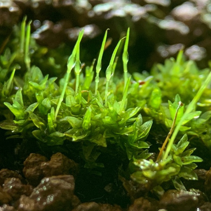 【木葉歸根】台灣 捲葉濕地苔 造景苔蘚 真苔蘚 Hyophila involuta | 蝦皮購物