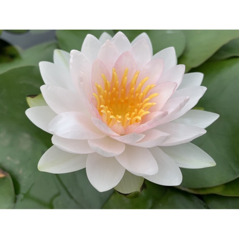 歡迎蒞臨～南極蓮園 耐寒系睡蓮 達爾文Nymphaea 'Darwin' (本圖為南極蓮園實景拍攝~非網路下載圖片) | 蝦皮購物