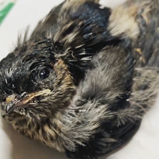 l398 - 優惠推薦 - 2024年2月 | 蝦皮購物台灣