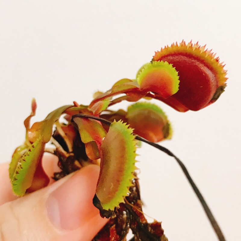 🍀食蟲植物夢工廠🏡 Red Sawtooth 紅鋸齒捕蠅草 | 蝦皮購物