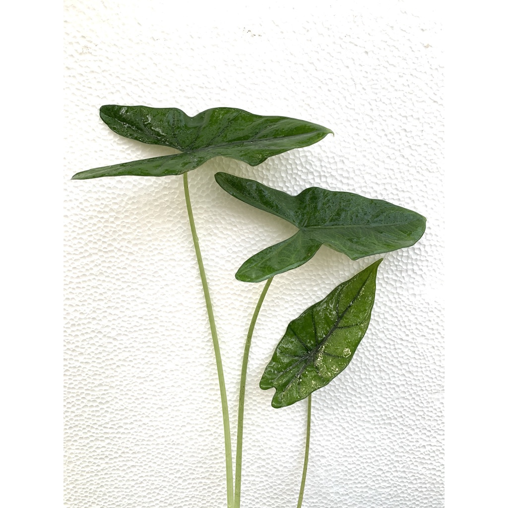 Alocasia Indonesia sp.'YN23' 印尼不知名觀音蓮 | 蝦皮購物