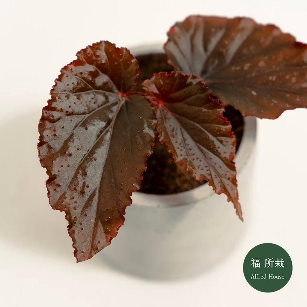 阿拉伯日落秋海棠│Begonia 'Arabian Sunset'│福所栽│水泥盆器│窗邊植物│觀葉植物│綠化植栽 | 蝦皮購物