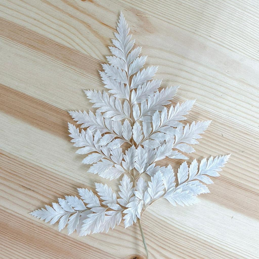 高山羊齒蕨 羊齒蕨 永生高山羊齒蕨 ☆ VITO zakka ☆ 花材 拍攝道具 DIY創作 手做材料 果實 花圈材料 | 蝦皮購物