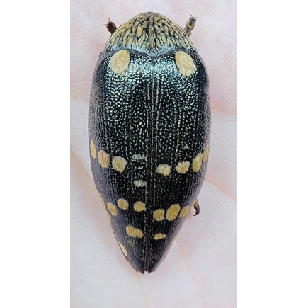 昆蟲標本 Sternocera castanea boucardii 彈頭吉丁 鉤爪有小損 | 蝦皮購物