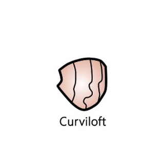 Curviloft 專業曲線放樣工具 專業正式版 穩定使用 隨時安裝 | 蝦皮購物