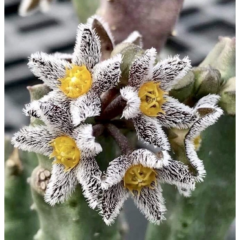 蘿藦多肉植物640 Caralluma burchardii 霜姬水牛角（羅摩/蘿摩/羅藦/摩羅/藦蘿/摩羅/摩蘿 | 蝦皮購物
