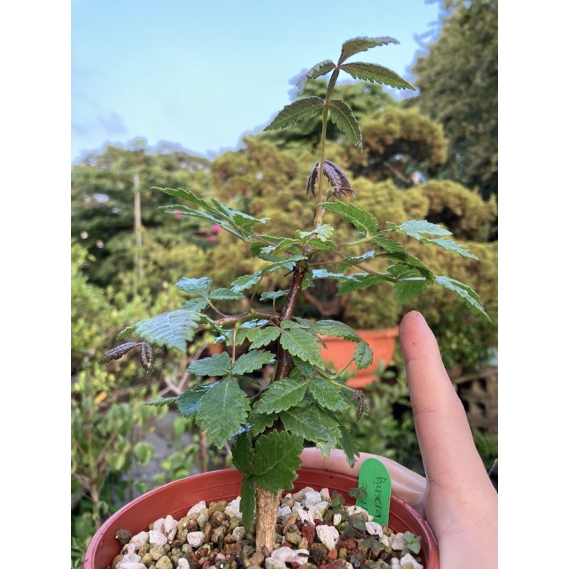 Bursera bicolor 雙色裂欖，實生苗，稀有裂欖，乳香沒藥仙人掌多肉植物 | 蝦皮購物
