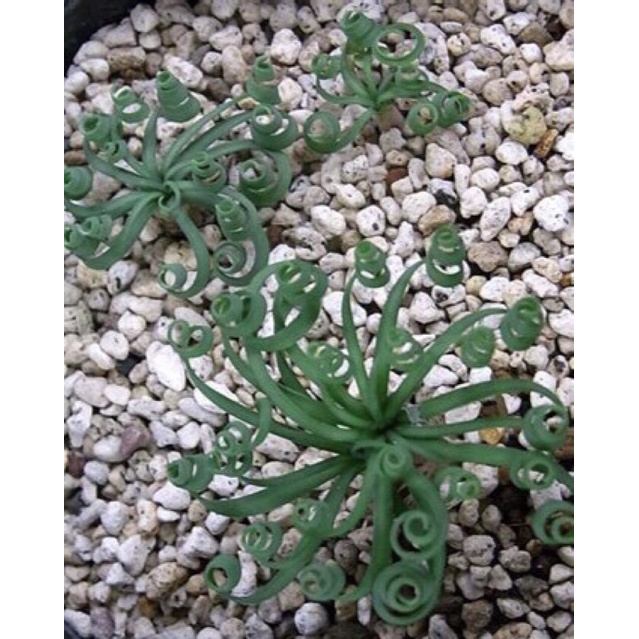 蚊香彈簧草Gethyllis linearis 香果石蒜屬 | 蝦皮購物