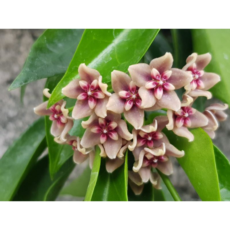 毬蘭 露比妲 Hoya rubida 續花佳 芋頭色 | 蝦皮購物