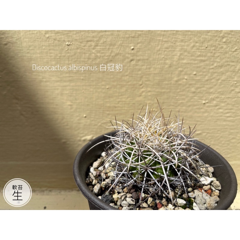 discocactus albispinus 白豹冠 | 蝦皮購物