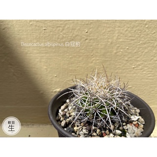 discocactus albispinus 白豹冠 | 蝦皮購物