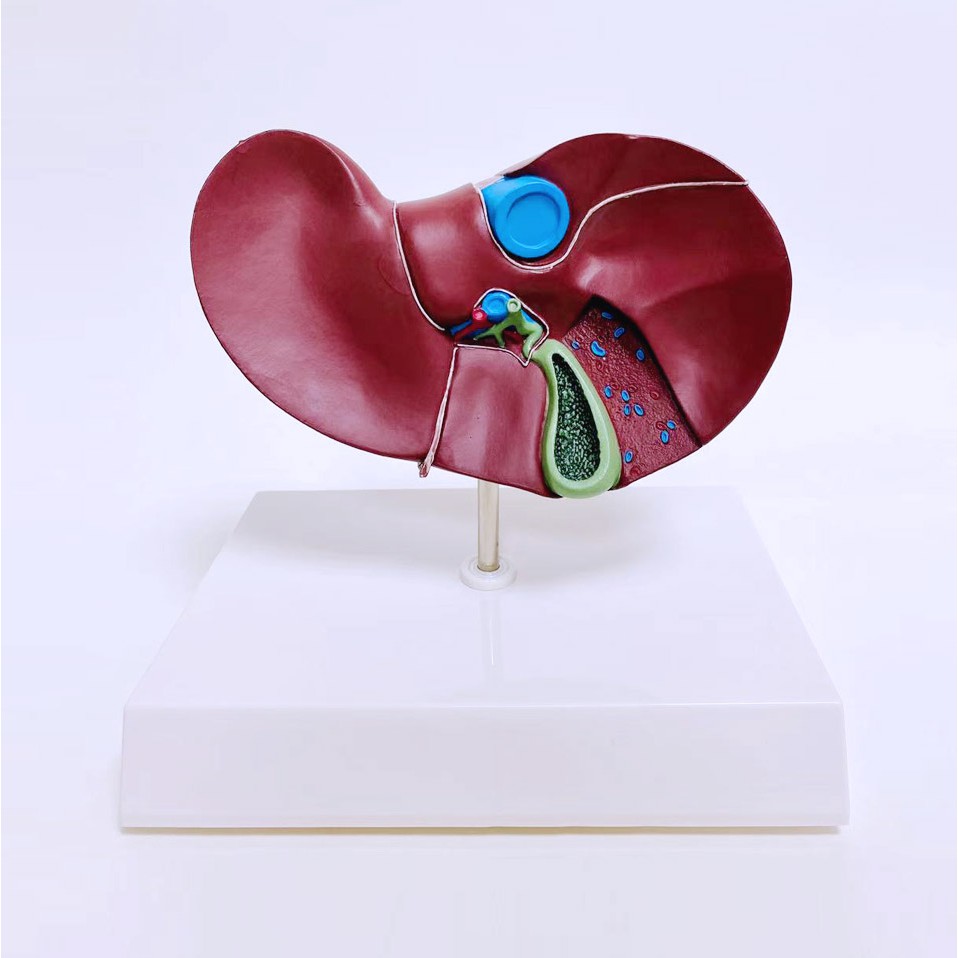 肝臟 膽囊 消化系統 人體醫學解剖模型 Liver and Gallbladder Model | 蝦皮購物