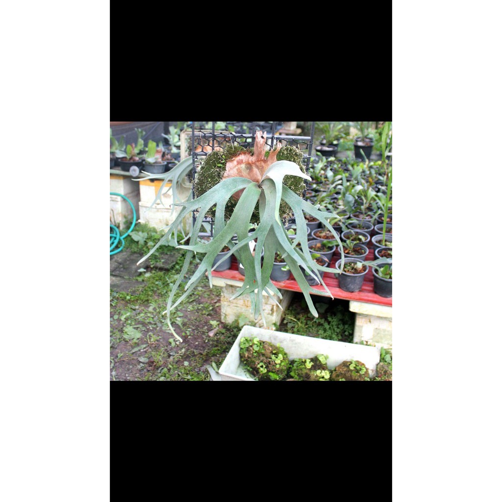 神魔帳號1234567889 | 蝦皮購物