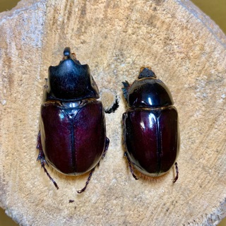 密拉比里斯板角兜 Heterogomphus mirabilis | 蝦皮購物