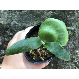 捲捲鹿 FSQ捲捲鹿鹿角蕨，P.Foongsiqi 馮詩琪。可代客上板 | 蝦皮購物