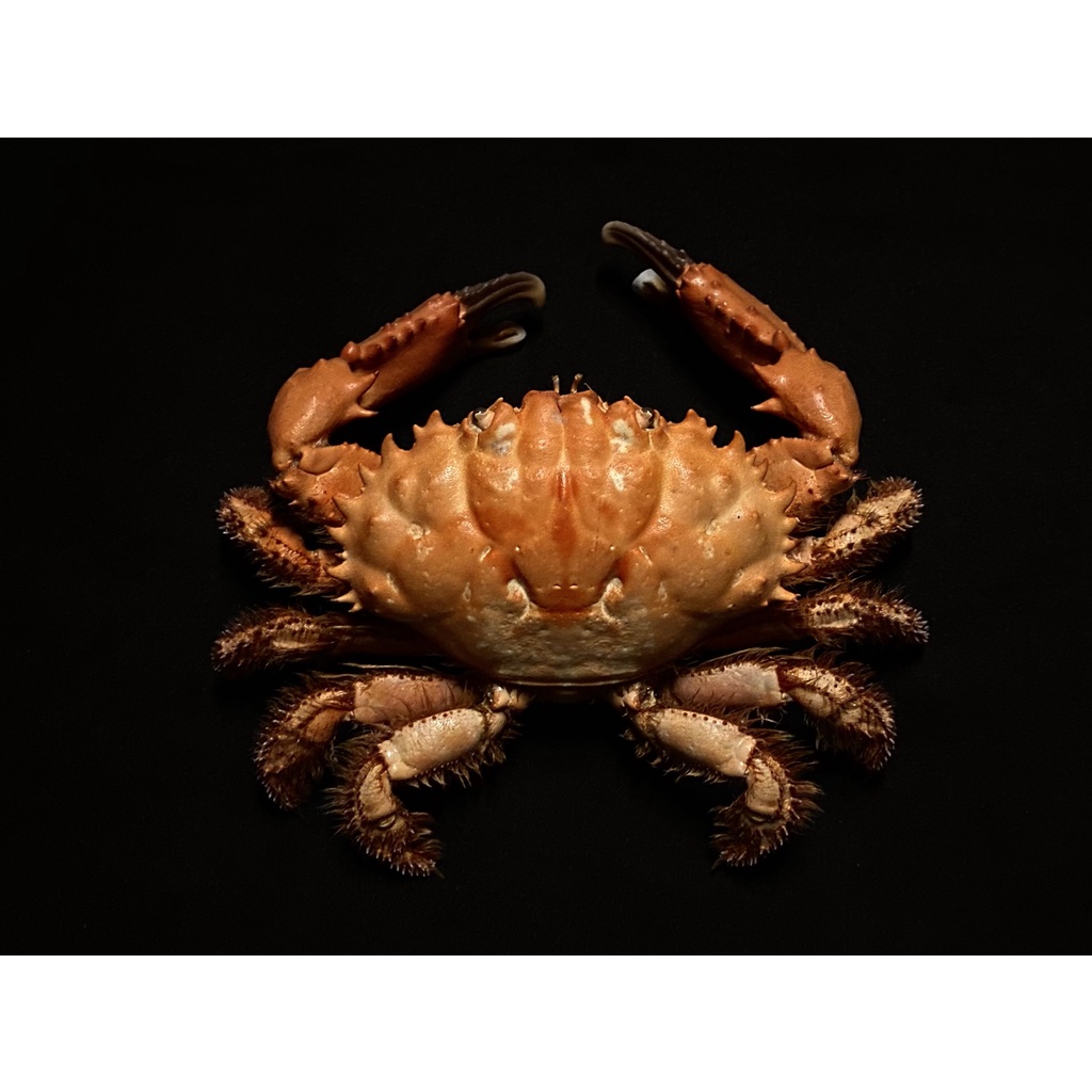 蟹皮人speciann_燦爛滑面蟹(Etisus splendidus) 螃蟹標本、海膽標本、貝殼標本 | 蝦皮購物