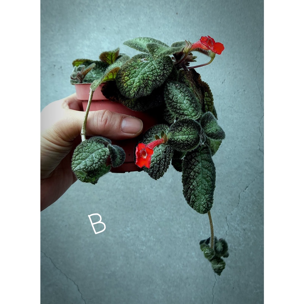 喜蔭花 Episcia 'Gray Lady' | 蝦皮購物