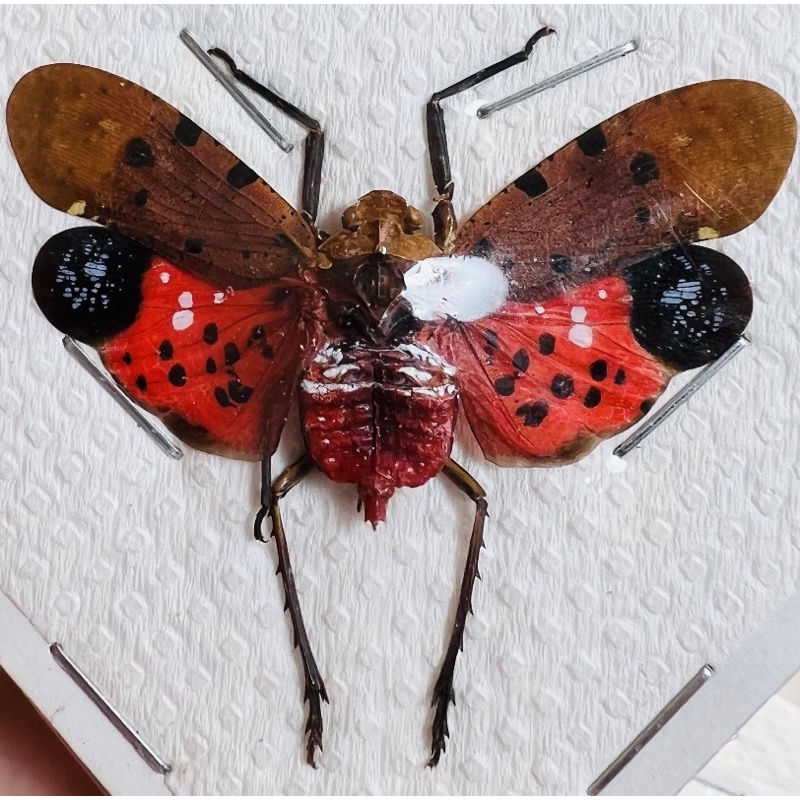 昆蟲標本 Penthicodes atomaria(標本 天牛 金龜 甲蟲 玩具 鍬 兜） | 蝦皮購物