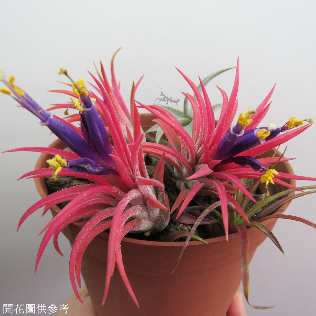 空氣鳳梨 西雷達小精靈 Tillandsia ionantha Selecta | 蝦皮購物