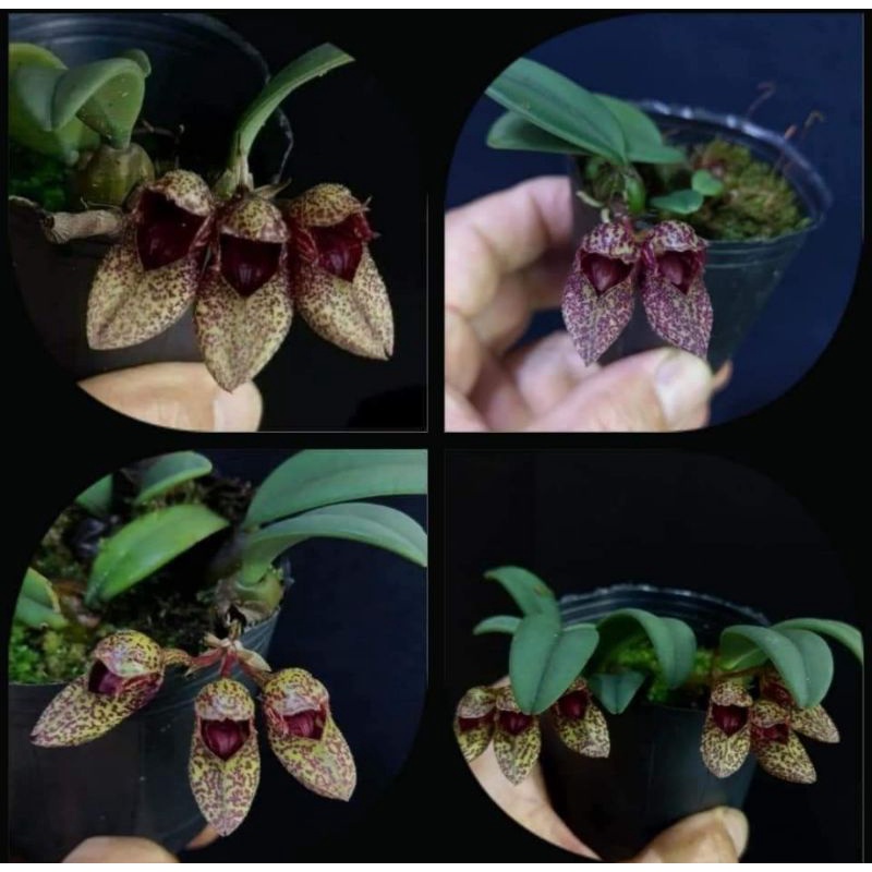 【蘭蕨雨林】Bulb. frostii ( Bulb. boothanoides )，荷蘭木屐豆蘭，花型就像荷蘭小木鞋。 | 蝦皮購物