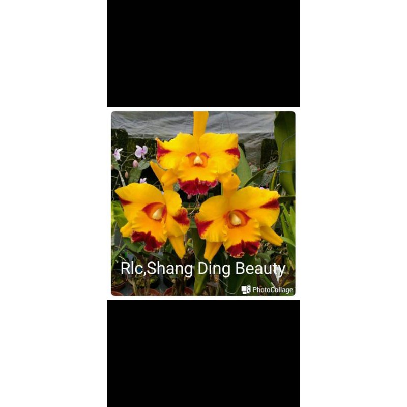 上賓蘭園 嘉德麗雅 Rlc. Shang Ding Beauty 尚頂美人 賣植株 | 蝦皮購物