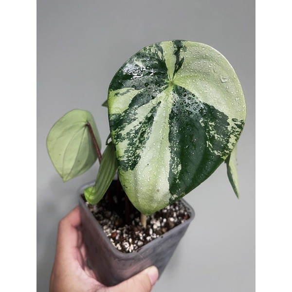 斑葉西瓜皮椒草Peperomia sandersii(觀葉植物、斑葉植物、雨林植物、火鶴、花燭、龜背芋、蔓綠絨可參考) | 蝦皮購物