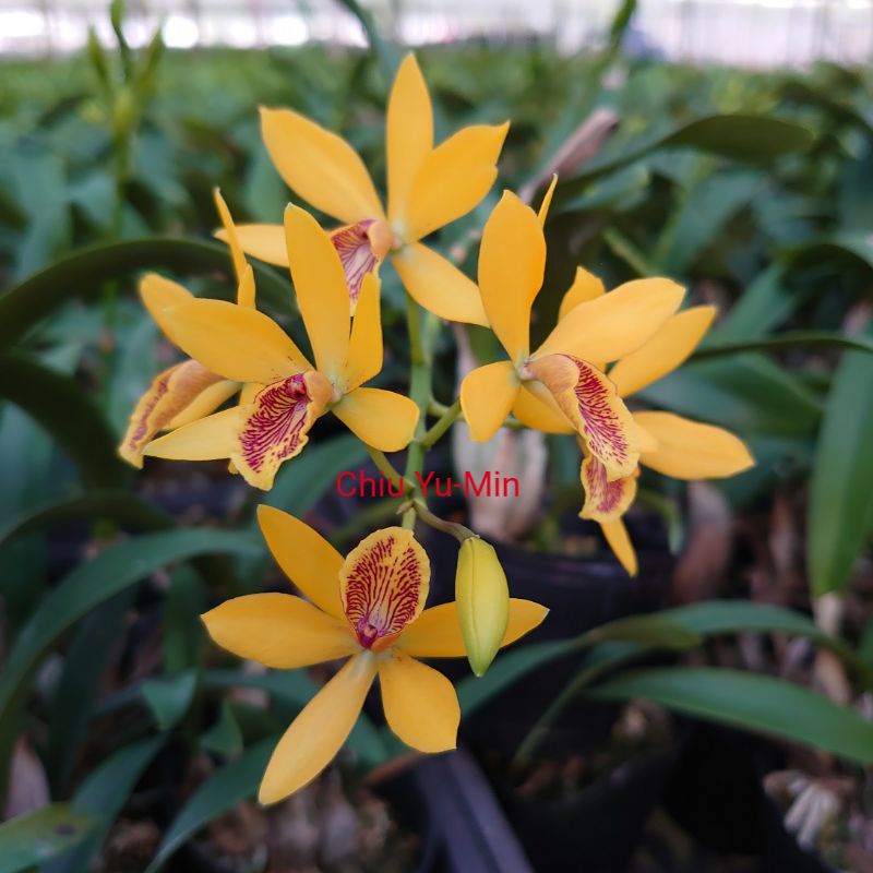 珠子蘭 Gcy. Kyoguchi‘p’ 嘉德利雅蘭 2.5吋盆 | 蝦皮購物