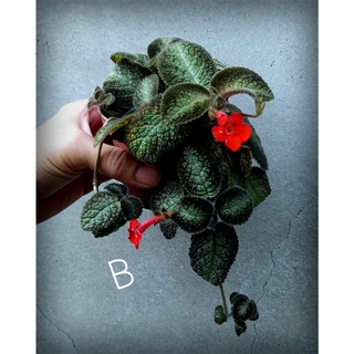喜蔭花 Episcia 'Gray Lady' | 蝦皮購物