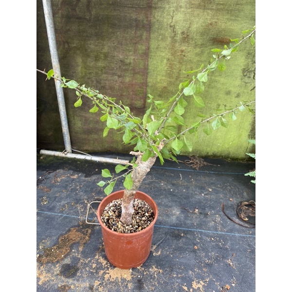 馬島刺橄欖Commiphora simplicifolia | 蝦皮購物