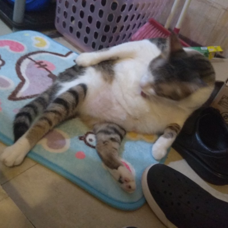 新幹線變形機器人 CW E5 E6 E7 E8 N700s 海鷗號 | 蝦皮購物