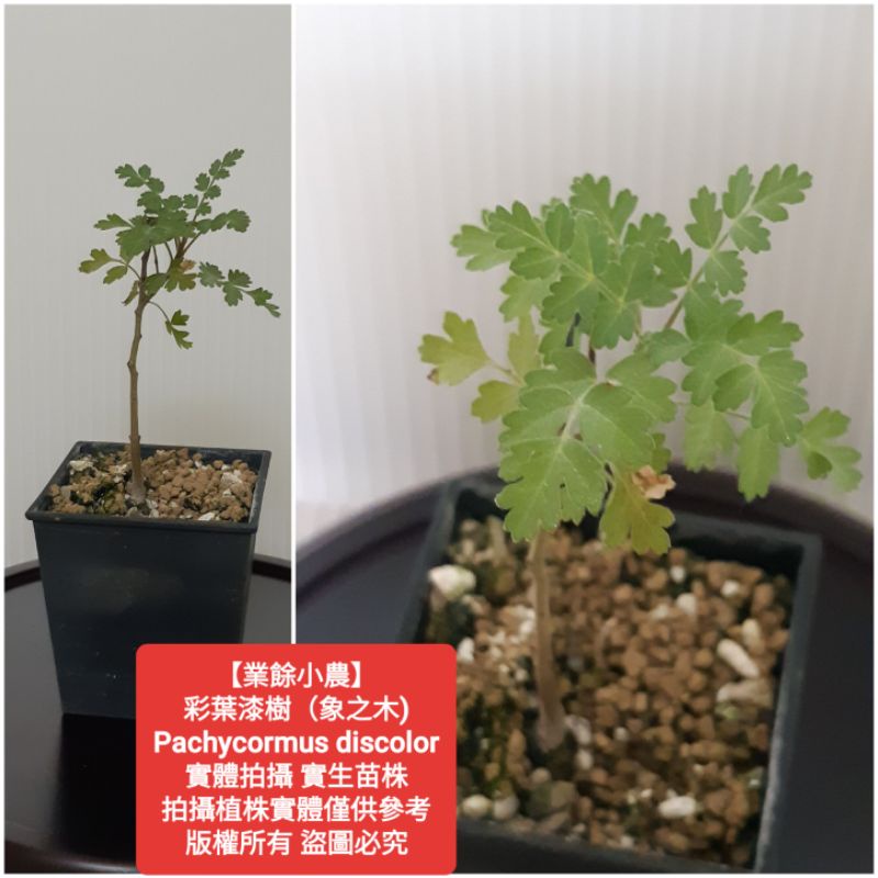 【業餘小農】彩葉漆樹【象之木】Pachycormus discolor【實生苗】隨機出不挑品【買五送一】特惠價♡塊根植物 | 蝦皮購物