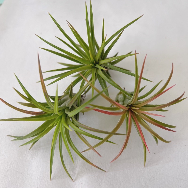 空氣鳳梨 — 西雷達小精靈 （已開花）ionantha selecta | 蝦皮購物
