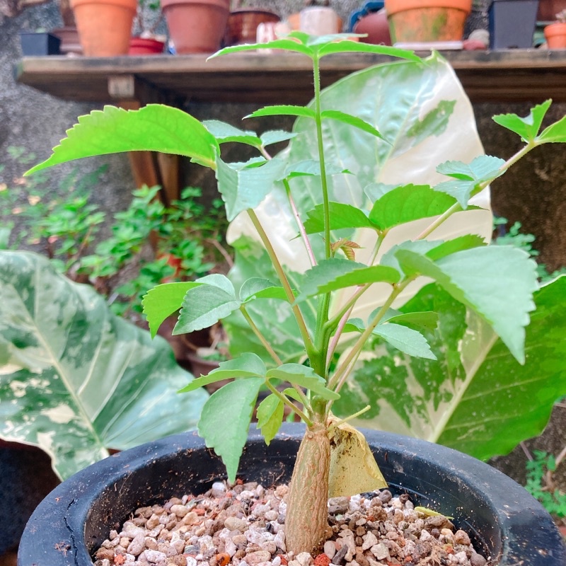 有你沒藥 種子Commiphora unilobata 稀有沒藥屬植物 | 蝦皮購物