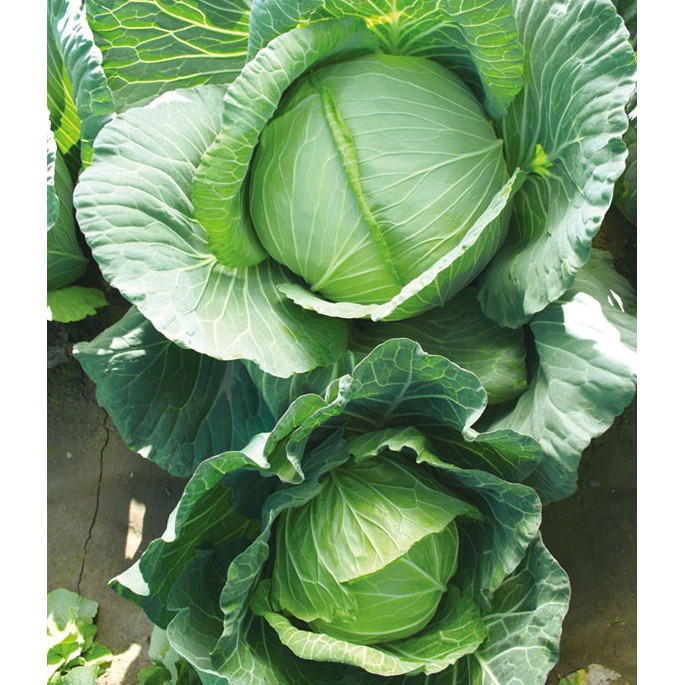 **貝蘿香草花園**優質種子 巨大高麗菜 非常巨大 | 蝦皮購物