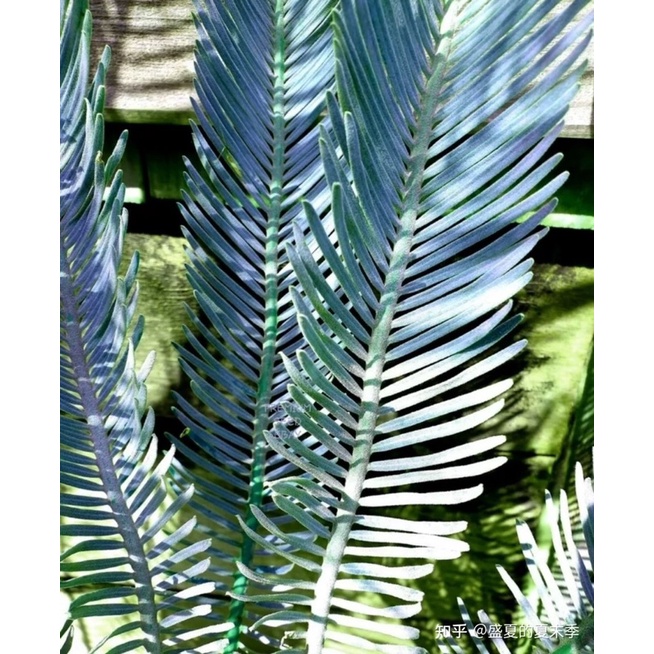 cycas cupida | 蝦皮購物