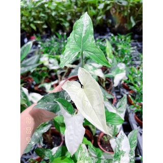 《JC小品園藝》大理石合果芋3寸盆/植栽/植物/園藝/花藝/室內盆栽/半日照植物/觀葉植物/綠化植物/淨化空氣 | 蝦皮購物