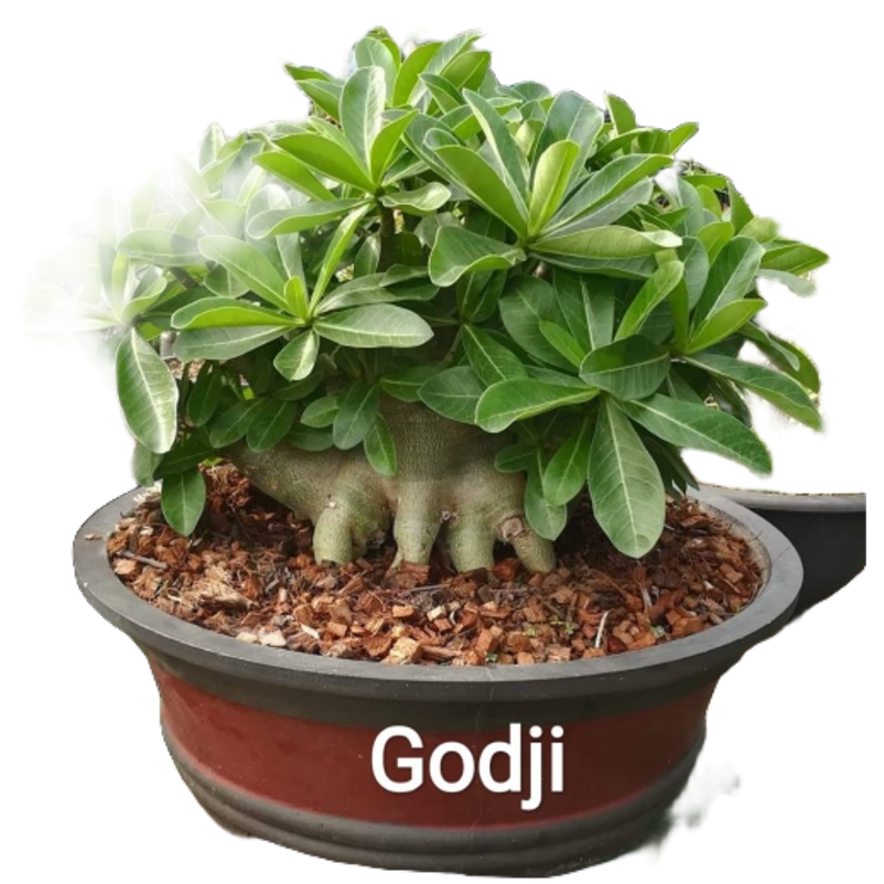 Adenium Arabicum Godji 哥斯拉 沙漠玫瑰 種子 買十送一 | 蝦皮購物